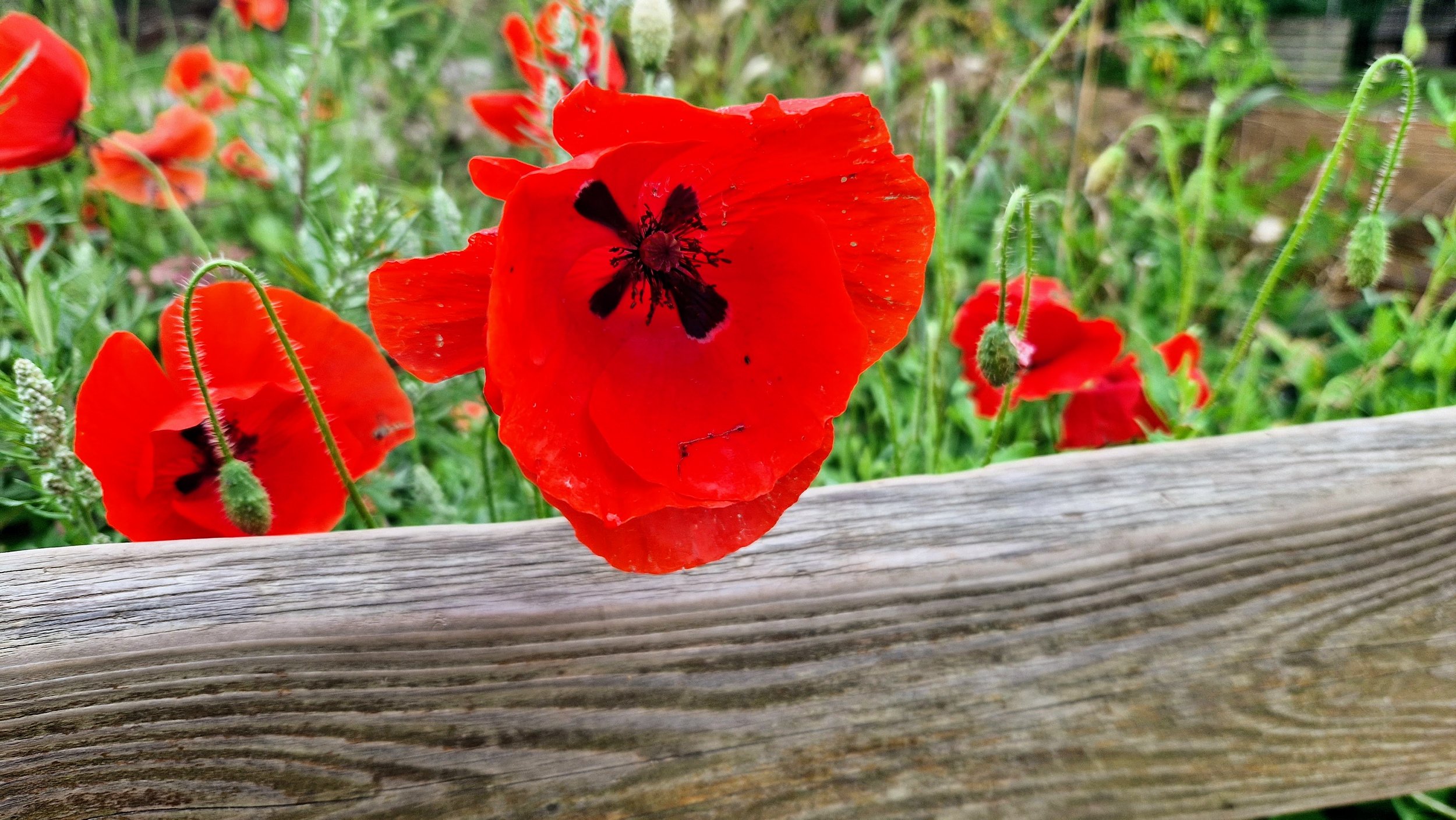 The Unpluckable Poppy — Veranda Vikings