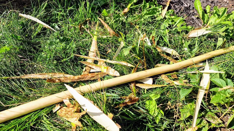 A Touch of the Woods: Using Hazel Sticks for Your Curtains — Veranda ...