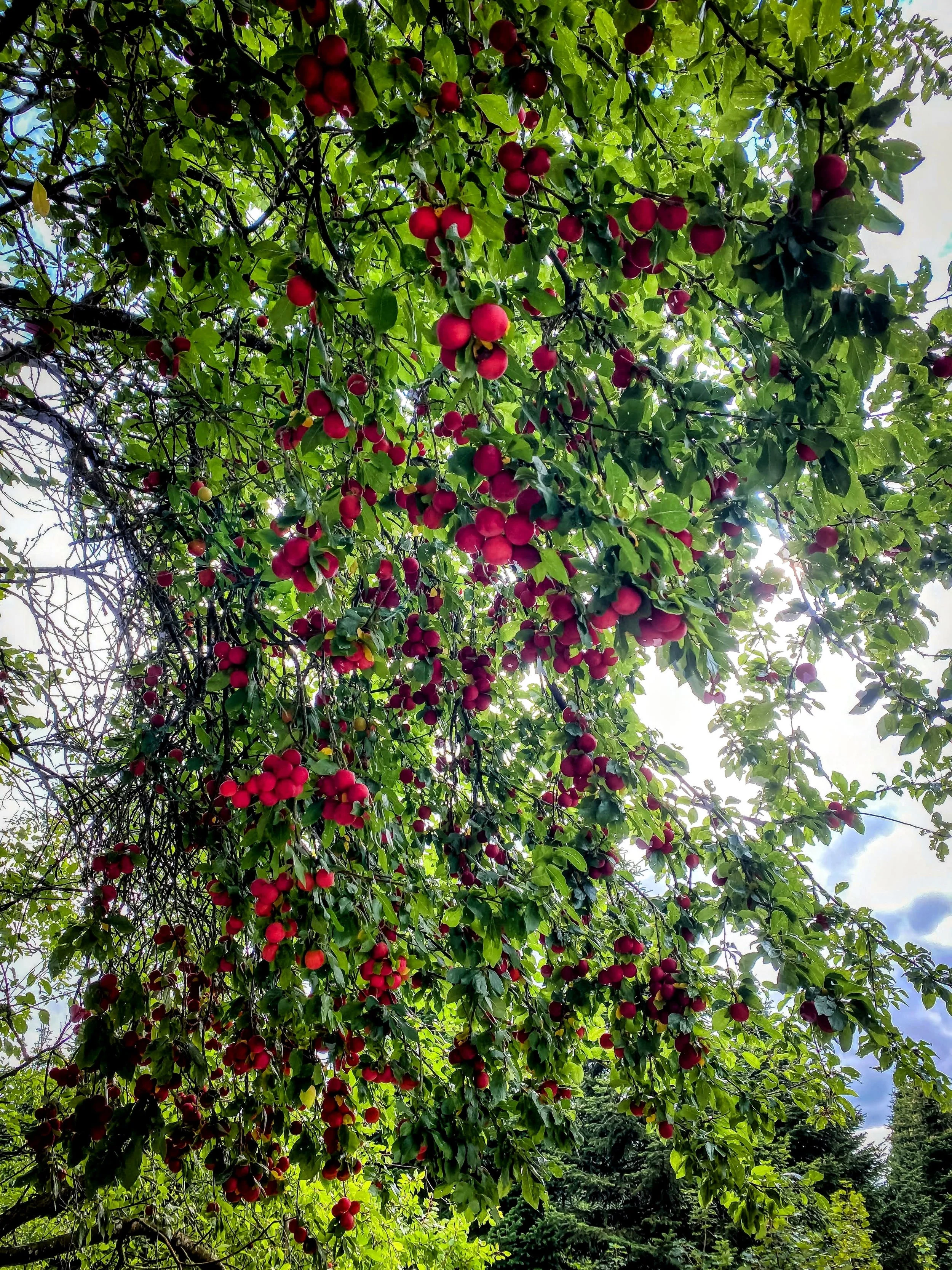 The Lovable Enigma of Cherry Plums — Veranda Vikings