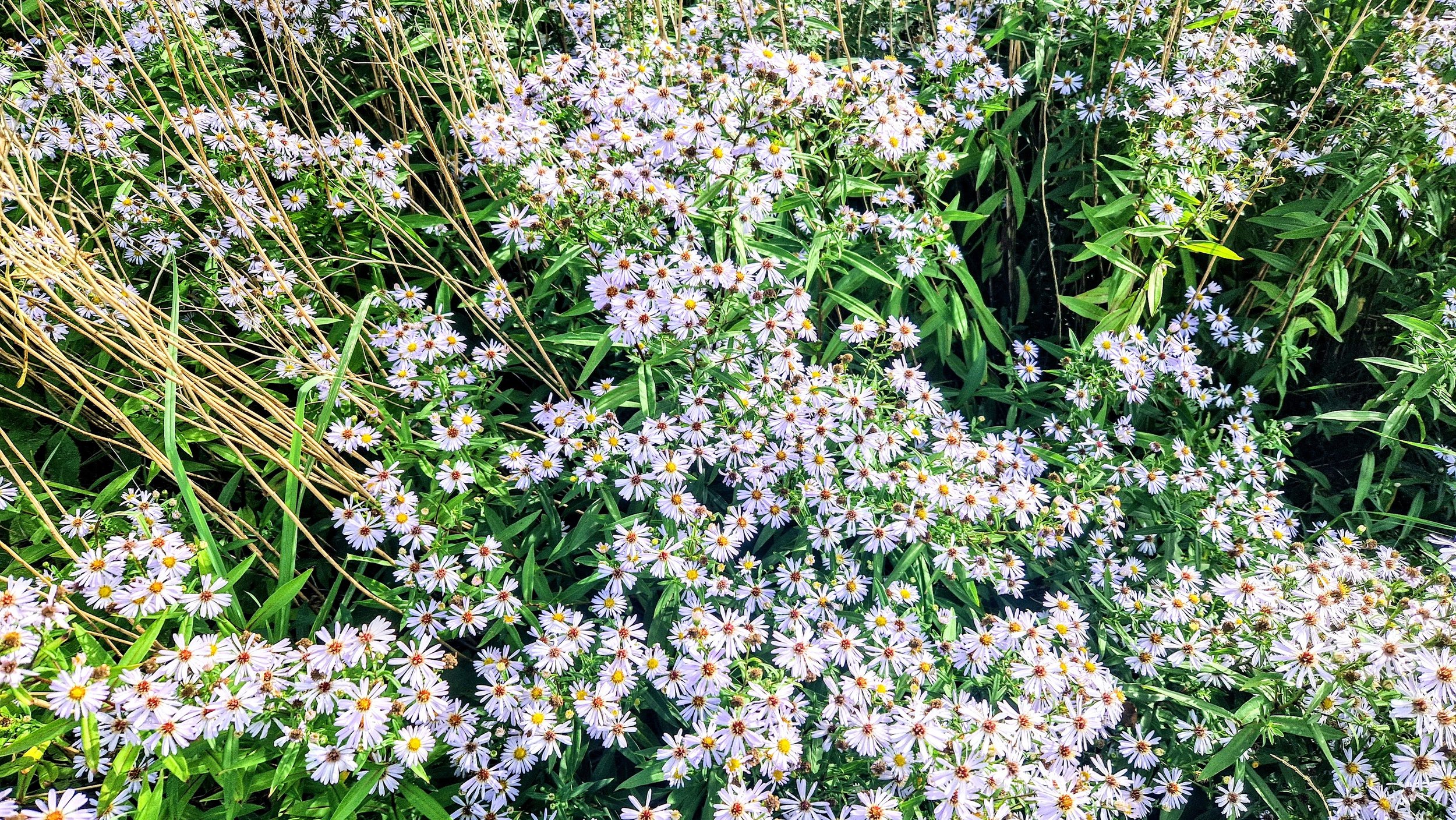 Nordic Wild Asters — Veranda Vikings