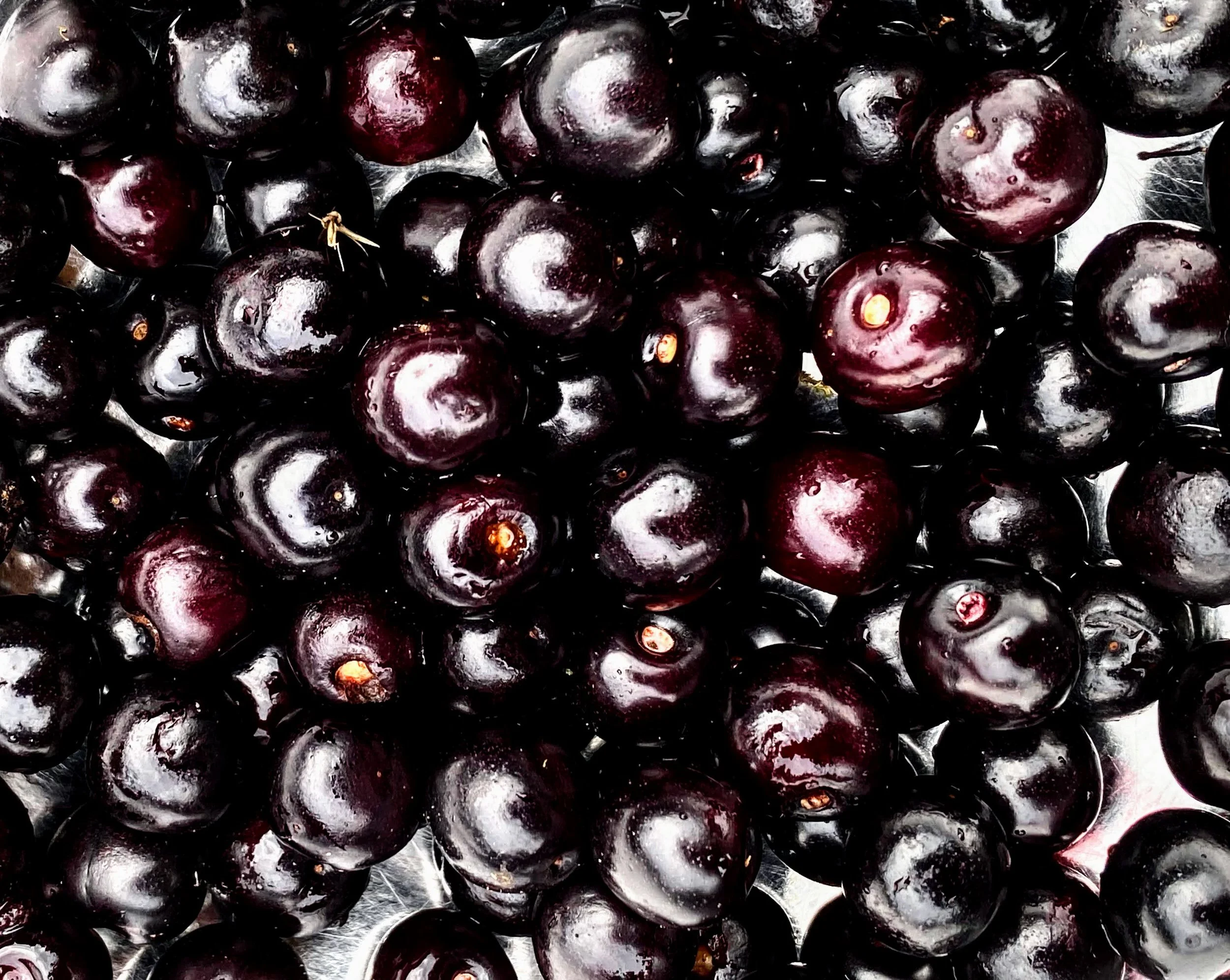 Dark Cherry Delight: Unveiling the Shadow Morello — Veranda Vikings