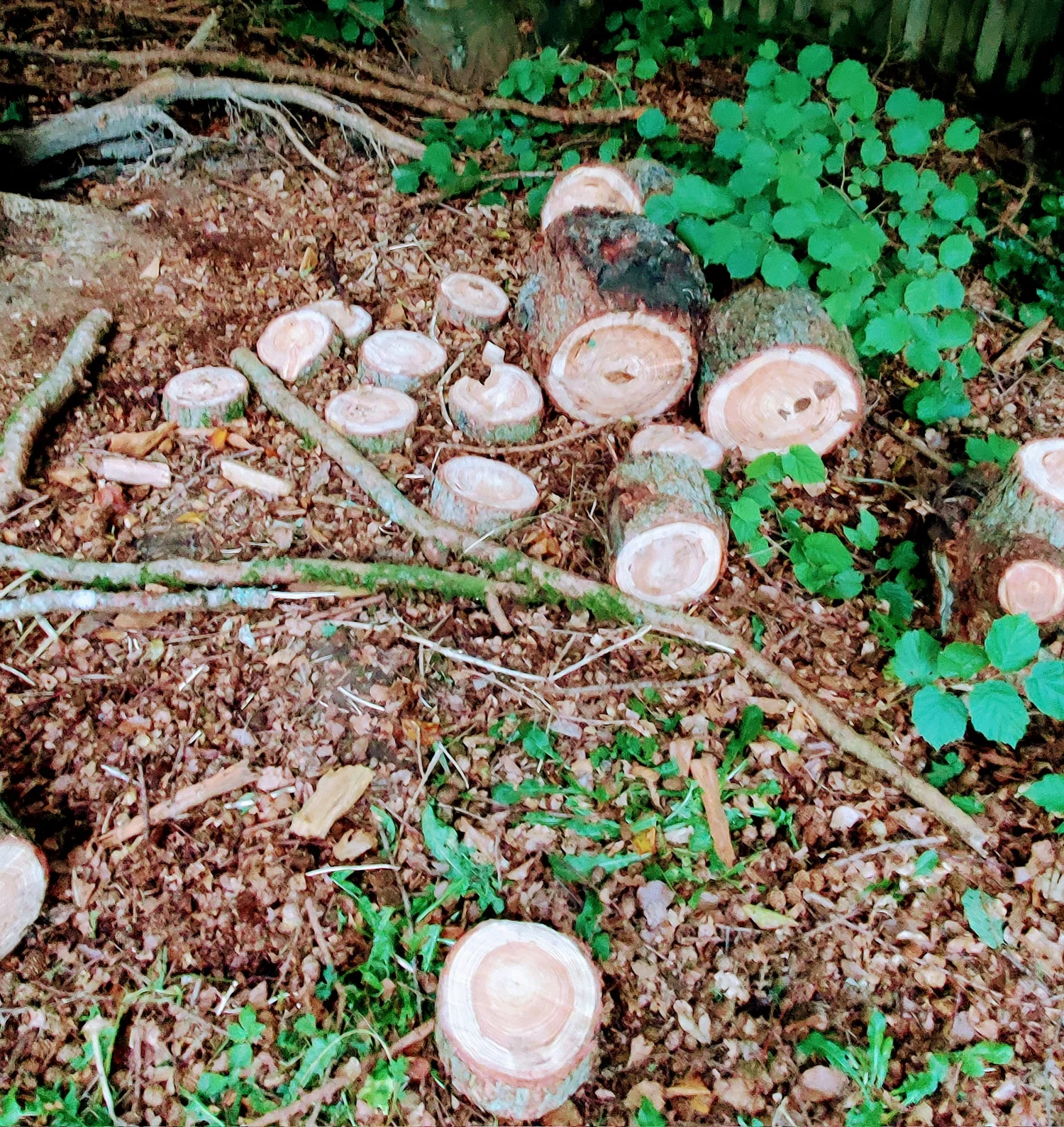 From Tree to Play: Creating a Nature Playground with Tree Rounds ...
