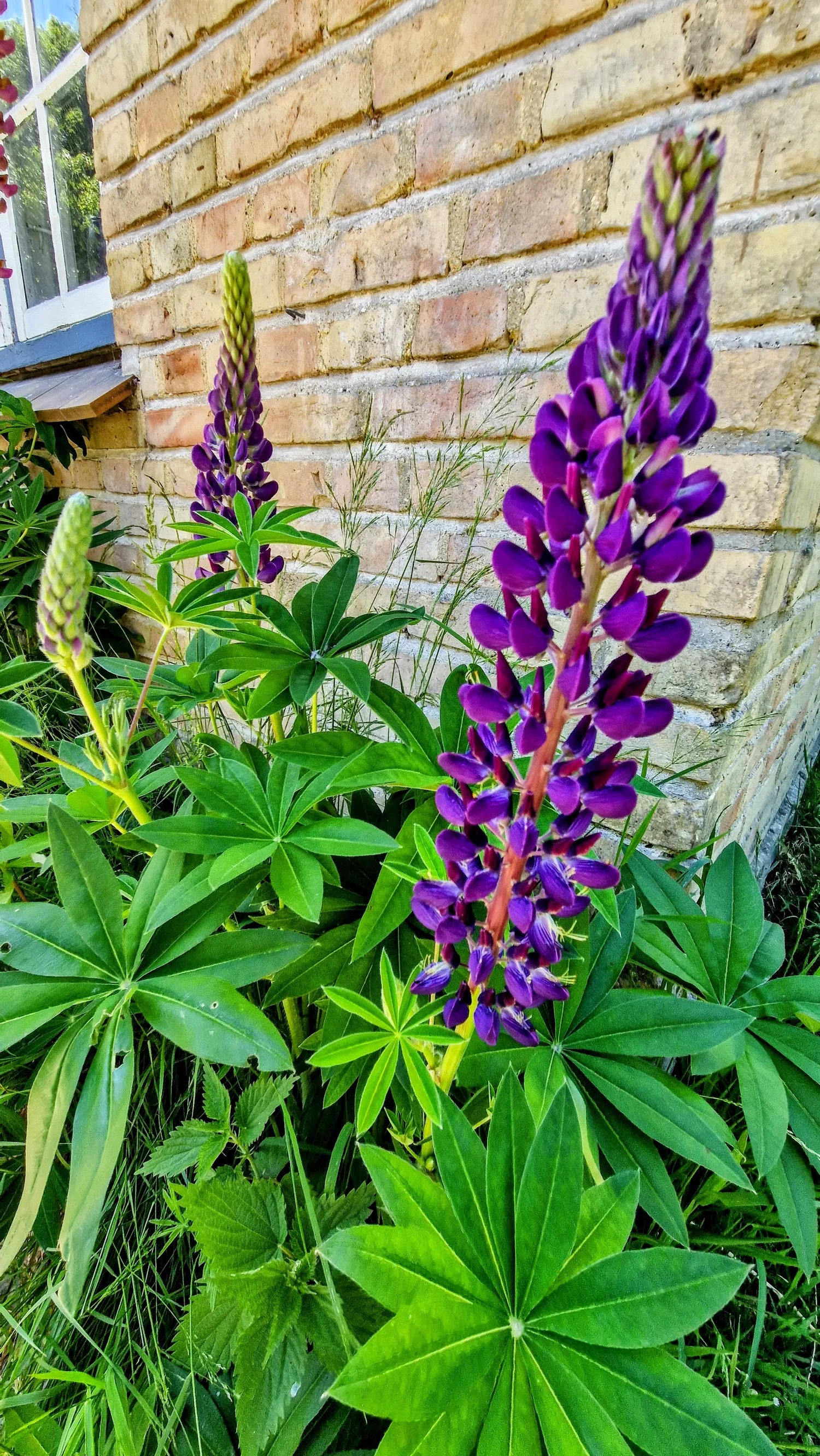 Lupines: The Blooming Saviors of Iceland and Our Thatched Haven ...