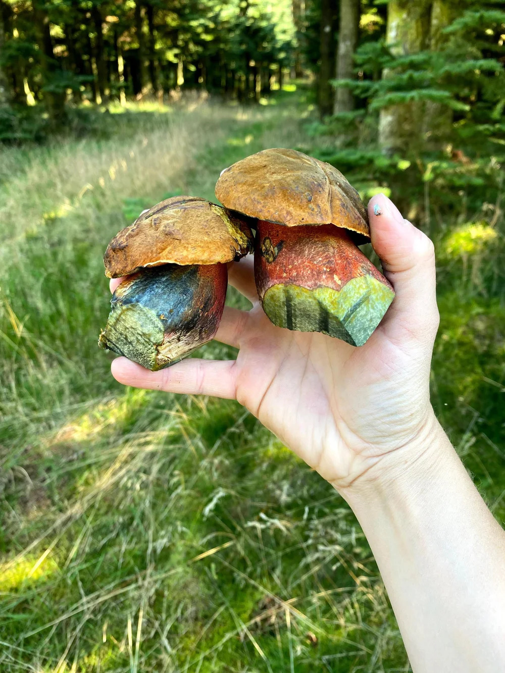 Foraging Adventures: Discover the Mysterious World of Neoboletus ...
