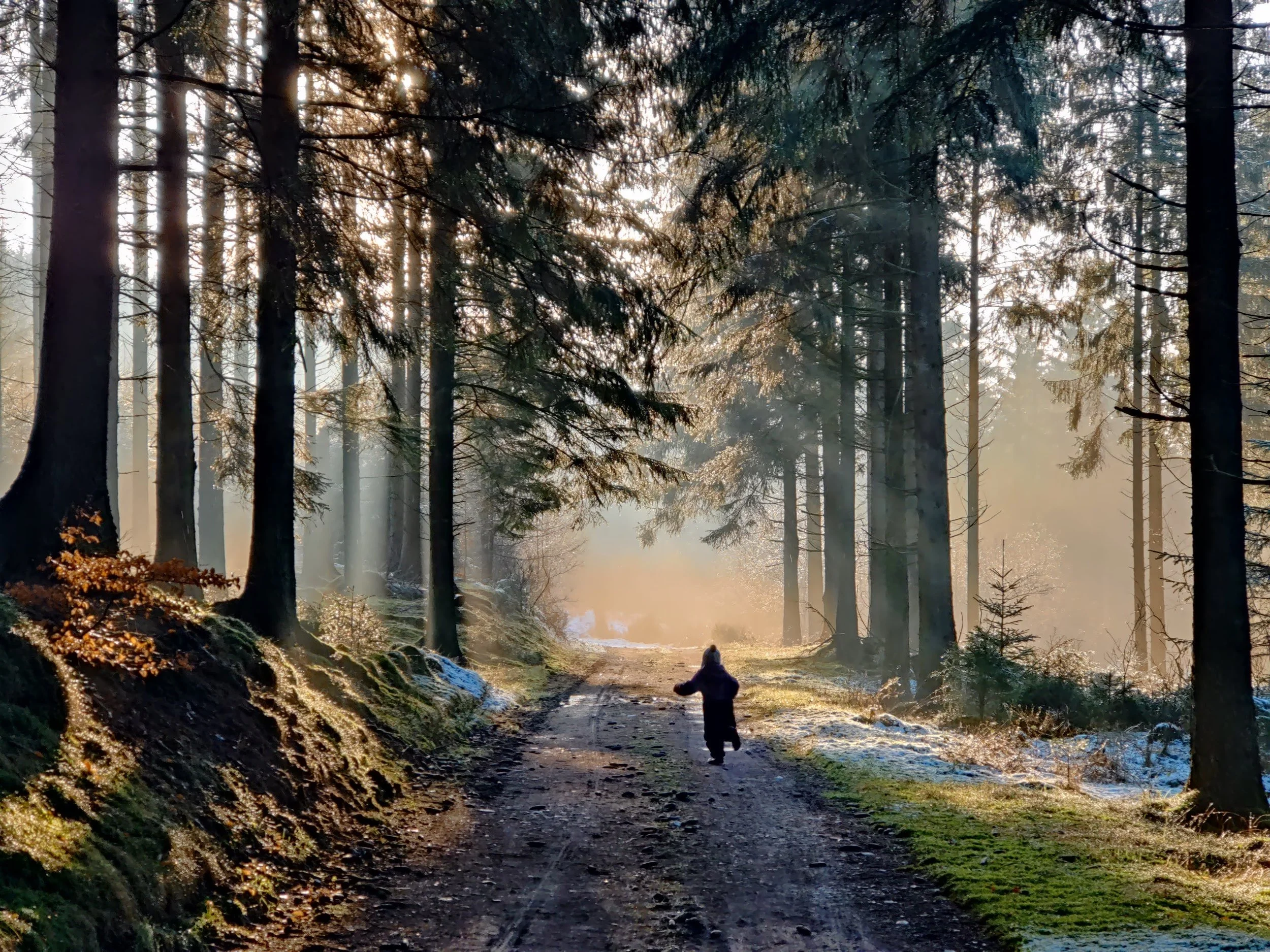 A Glimpse into the Elvish Forest — Veranda Vikings