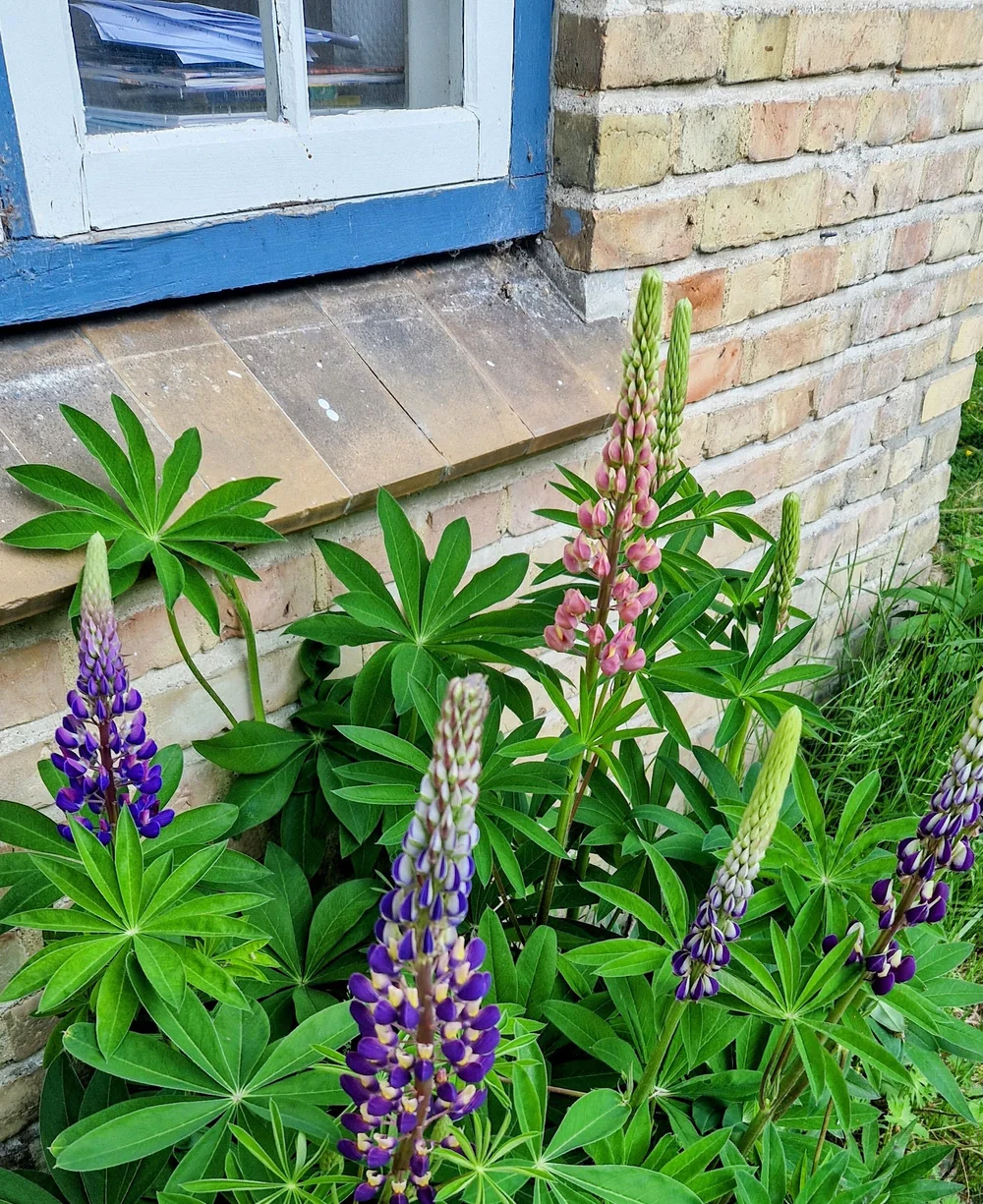 Lupines: The Blooming Saviors of Iceland and Our Thatched Haven ...