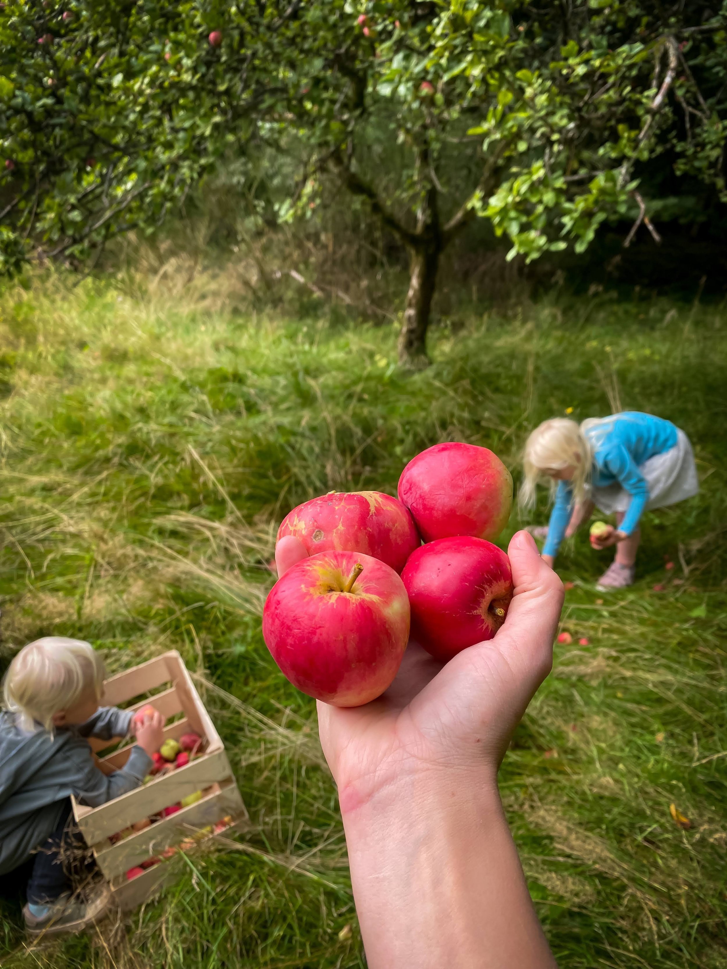 Plucking Apples and the Æblerov apple-snatchers — Veranda Vikings