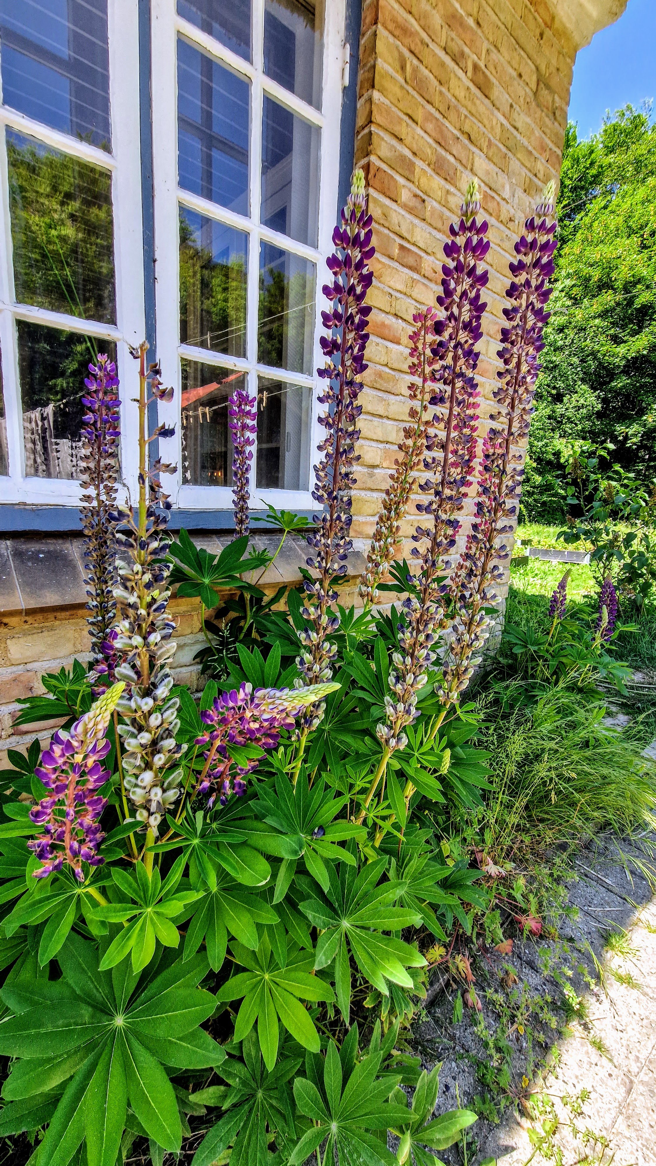 Lupines: The Blooming Saviors of Iceland and Our Thatched Haven ...