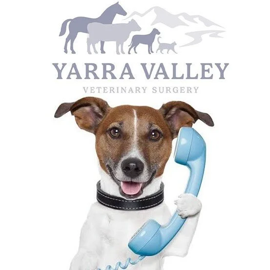 Seville Veterinary Clinic | Yarra Valley Veterinary Surgery