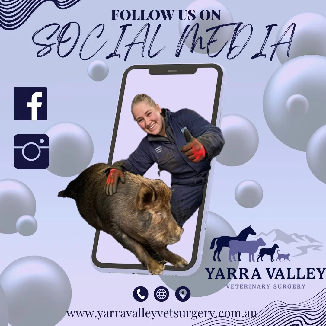 Seville Veterinary Clinic | Yarra Valley Veterinary Surgery