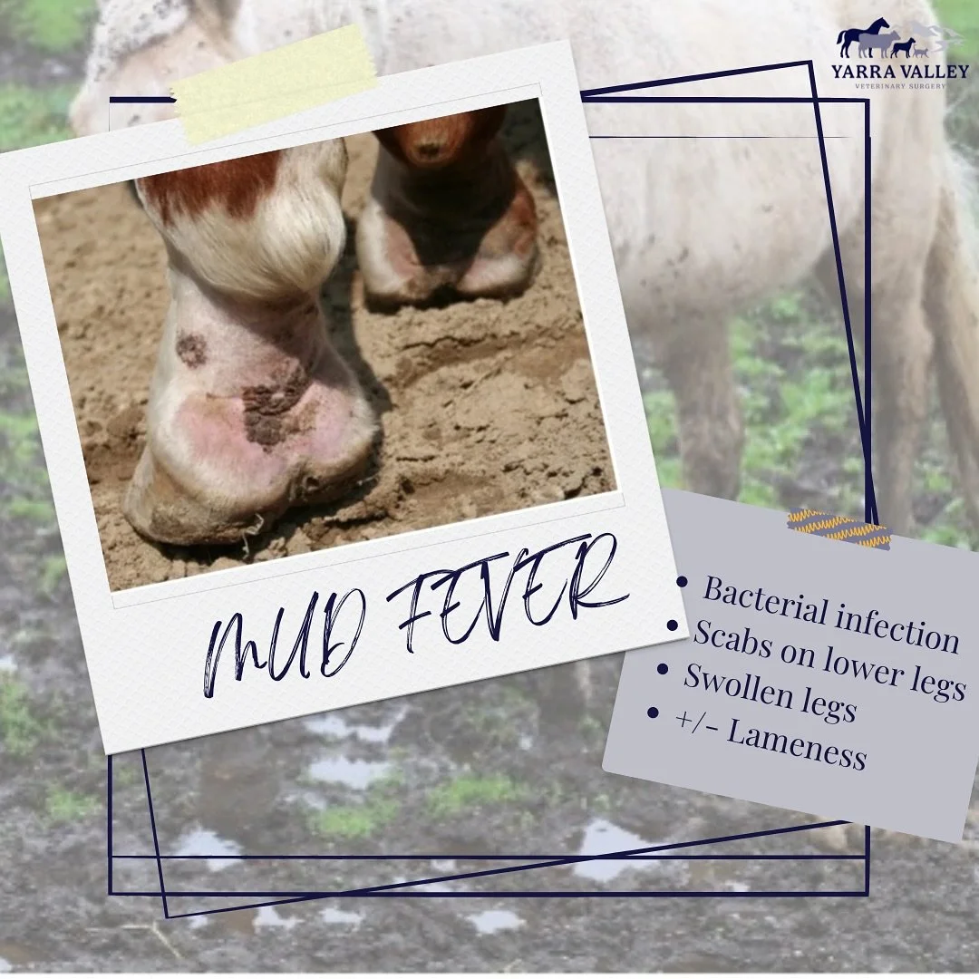 Seville Veterinary Clinic | Yarra Valley Veterinary Surgery