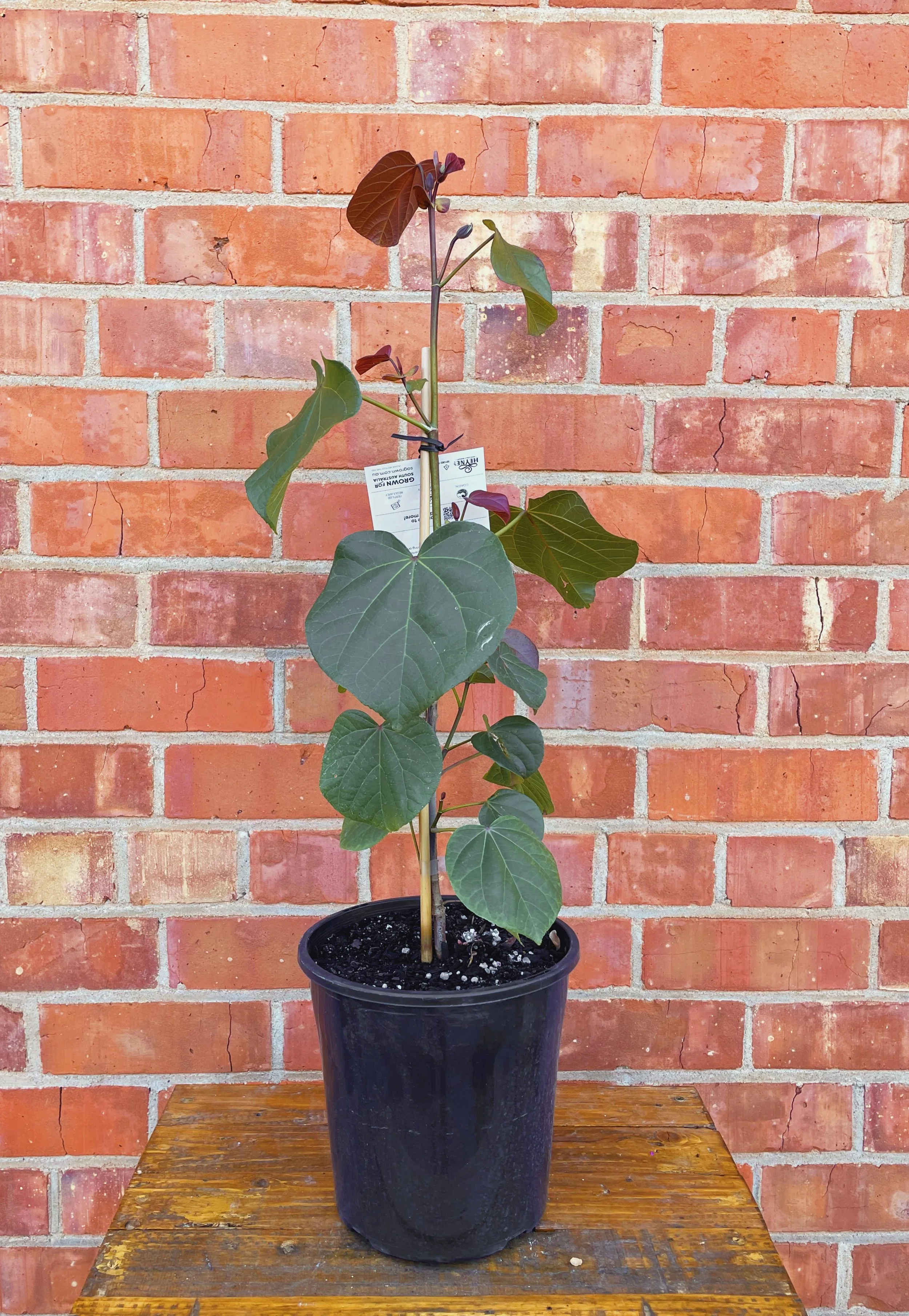 Hibiscus Cottonwood — The Patch Nursery | Renmark, Riverland Plant Shop