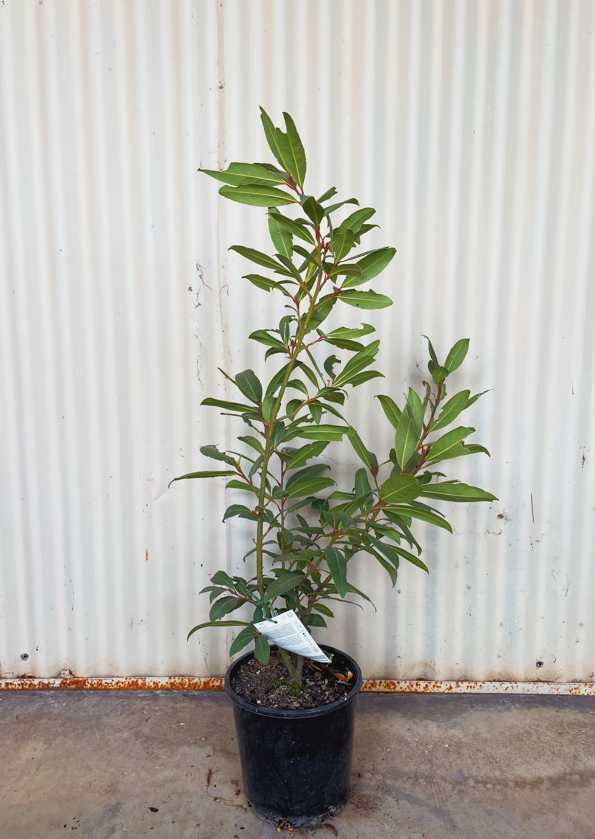 Bay Tree — The Patch Nursery | Renmark, Riverland Plant Shop