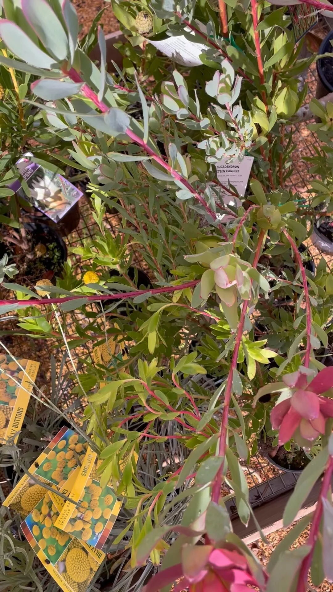 Plant Mister — The Patch Nursery | Renmark, Riverland Plant Shop