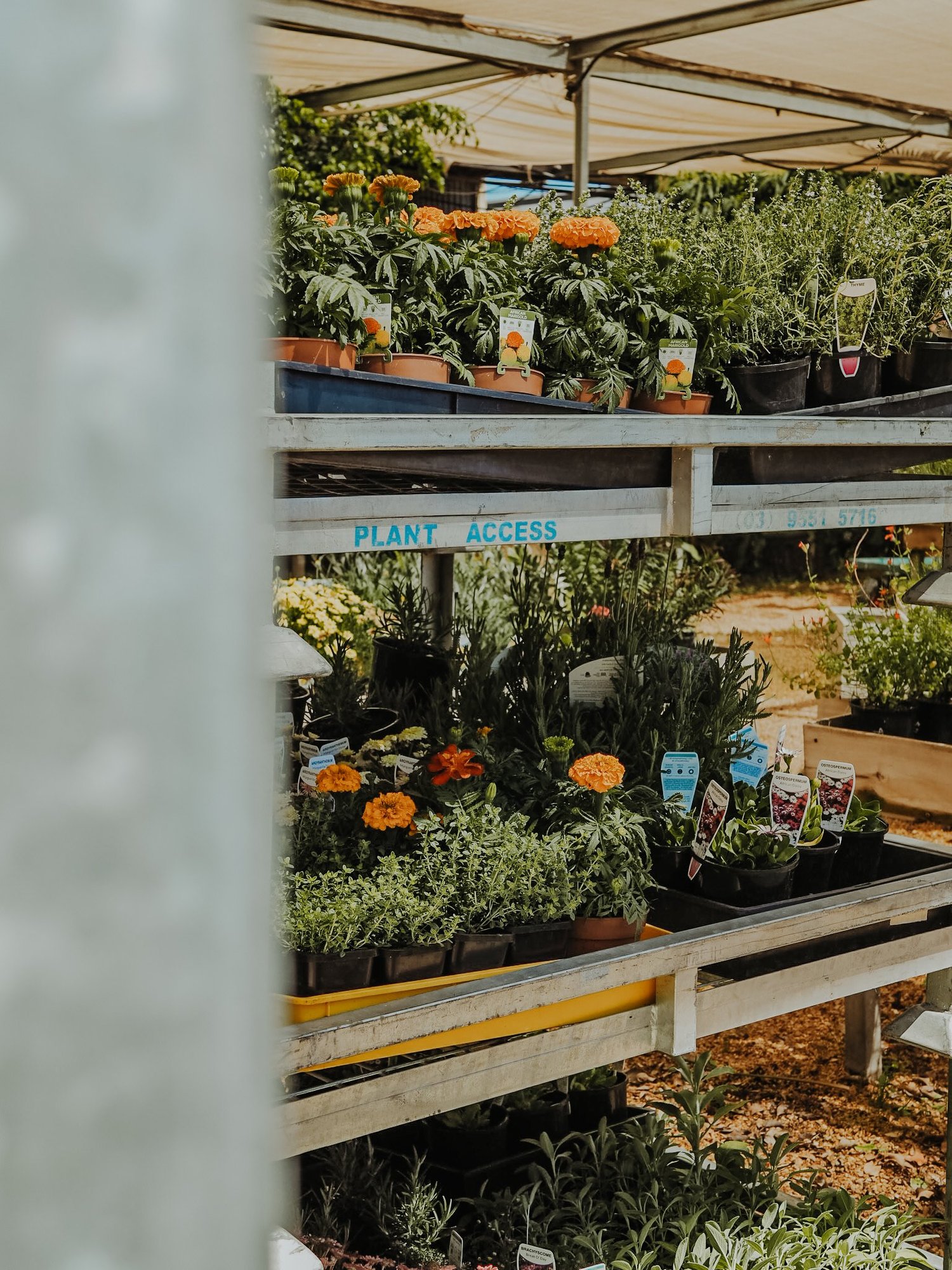 The Patch Nursery | Renmark, Riverland Plant Shop