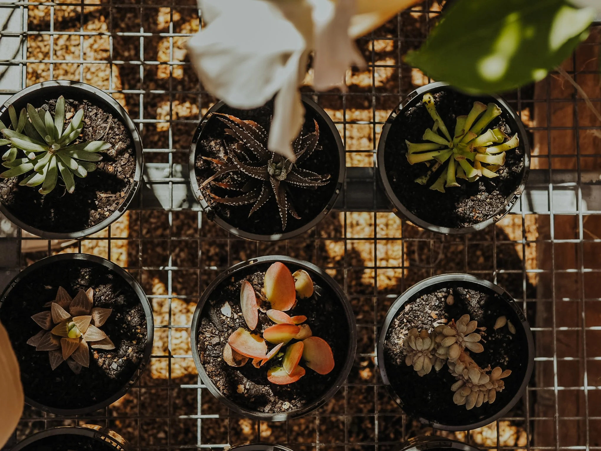The Patch Nursery | Renmark, Riverland Plant Shop