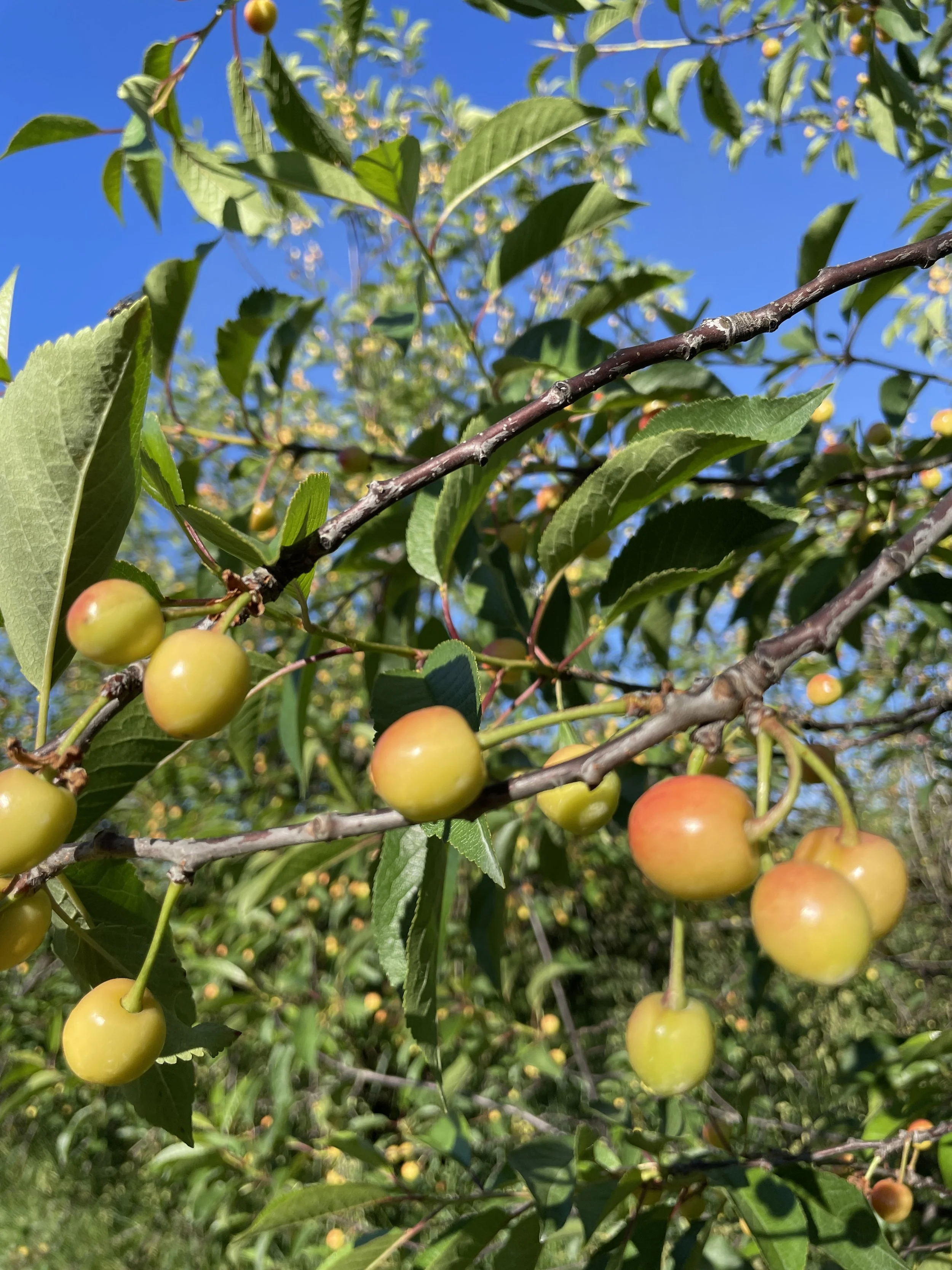 Brookwood Fruit Farm - A Quiet Place for Families