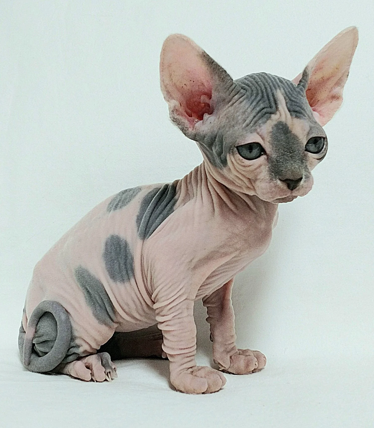 Adoption — Rock Starz Sphynx