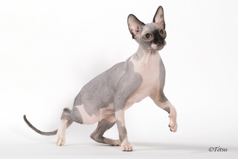 Our Photos — Rock Starz Sphynx