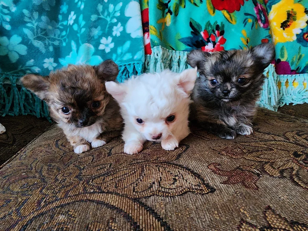 Buying a Puppy — Turning Leaf Chihuahuas