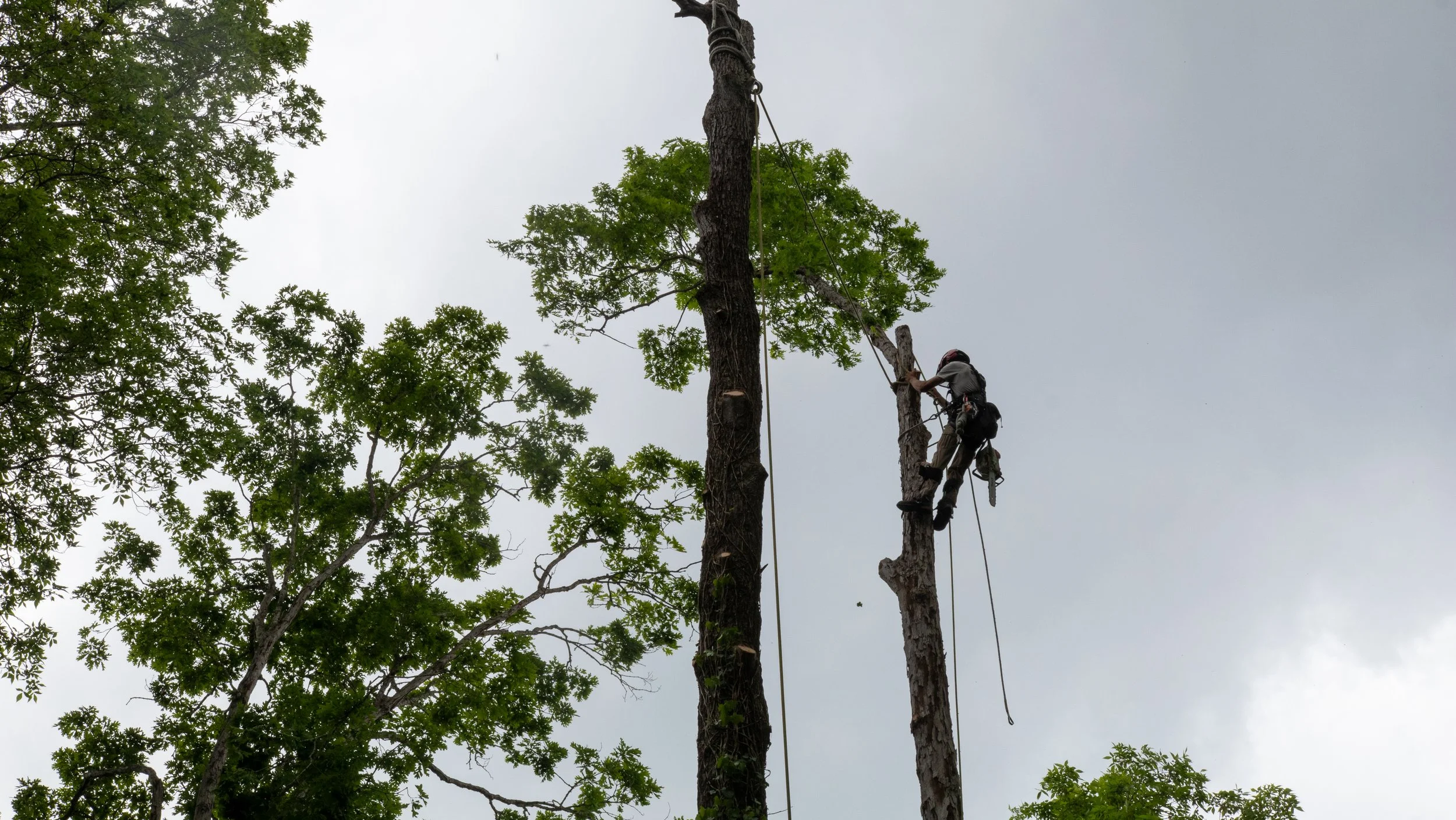 High Canopy LLC Tree Service | Tennessee | Tree Trimming, Removals & More