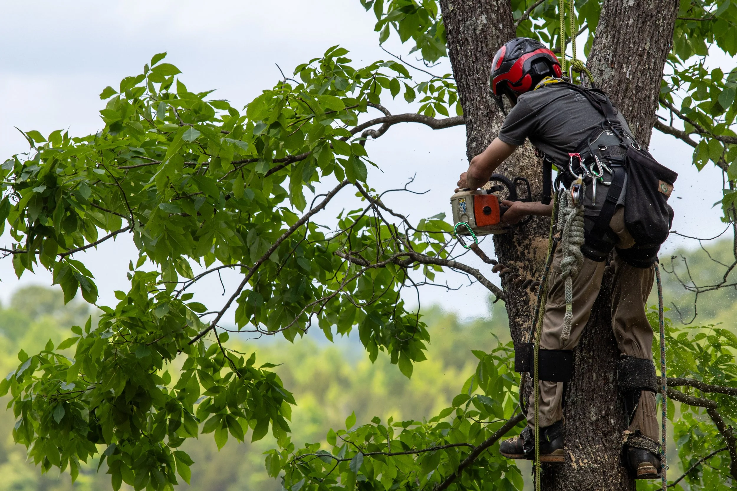 High Canopy LLC Tree Service | Tennessee | Tree Trimming, Removals & More