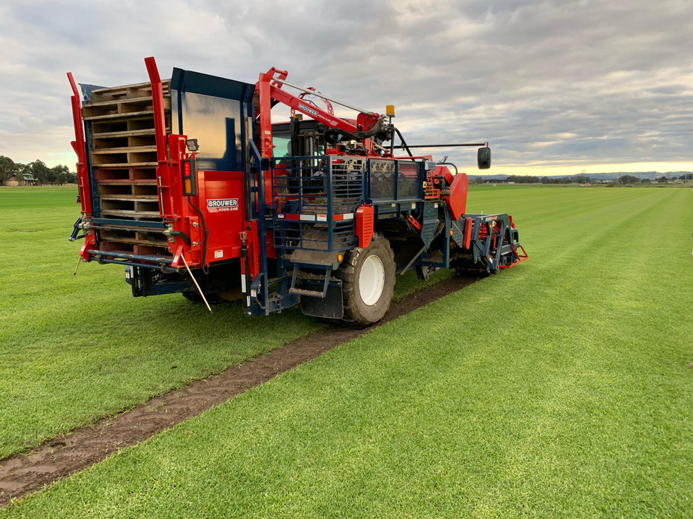 Evergreen Turf