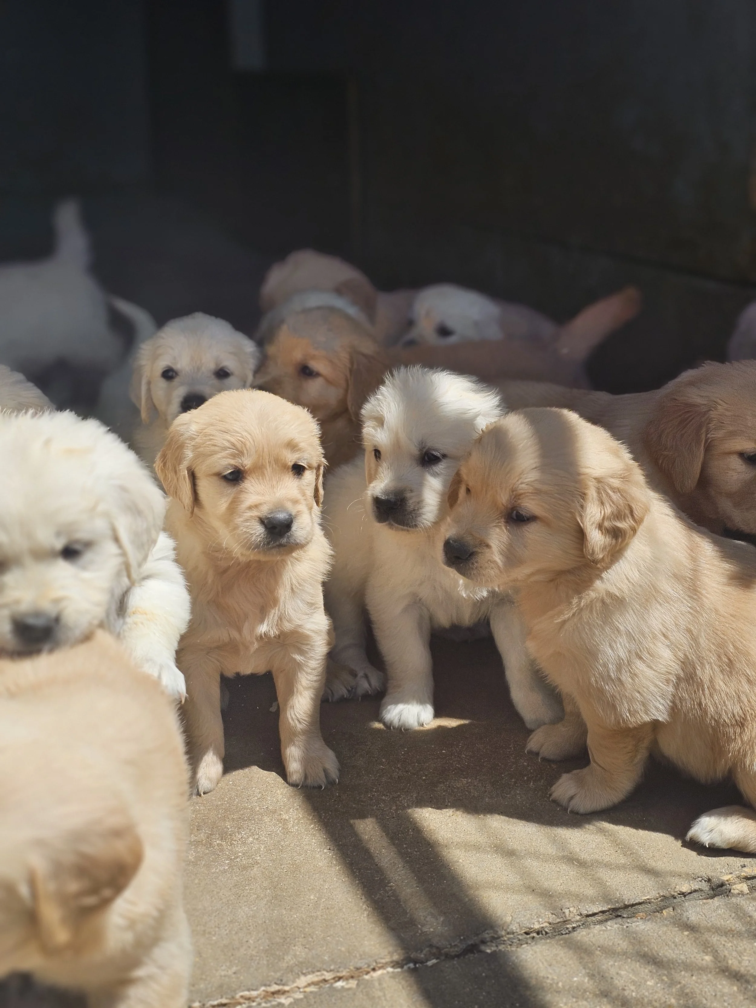 Litters — Sleepy Valley Kennels