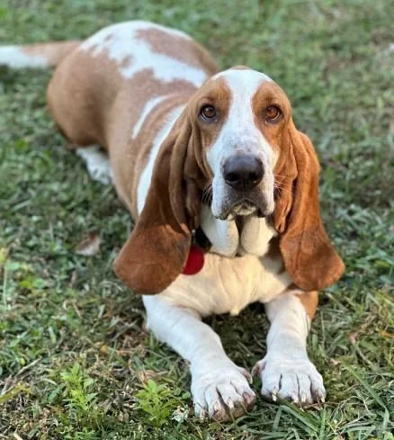 Adoptable Bassets-Suncoast Basset Rescue