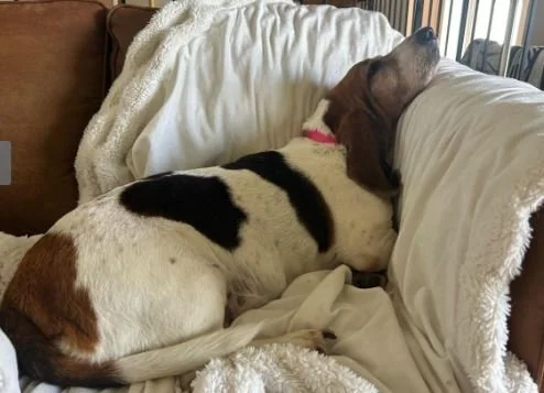 Adoptable Bassets-Suncoast Basset Rescue