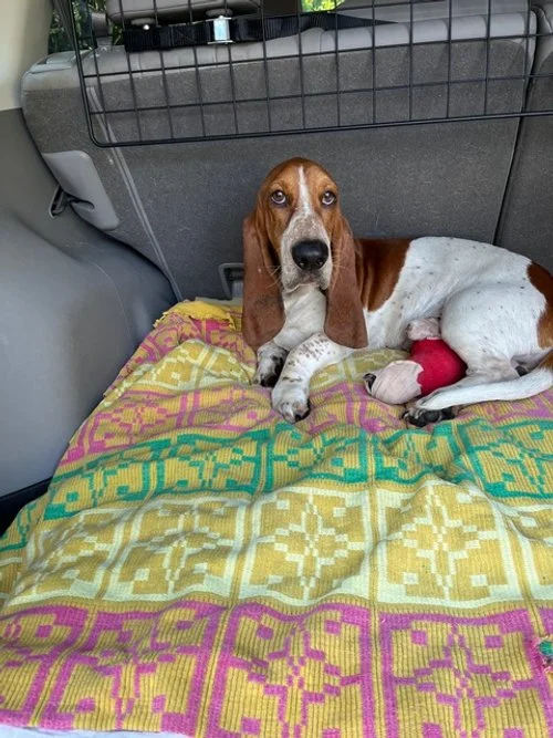 Adoptable Bassets-Suncoast Basset Rescue