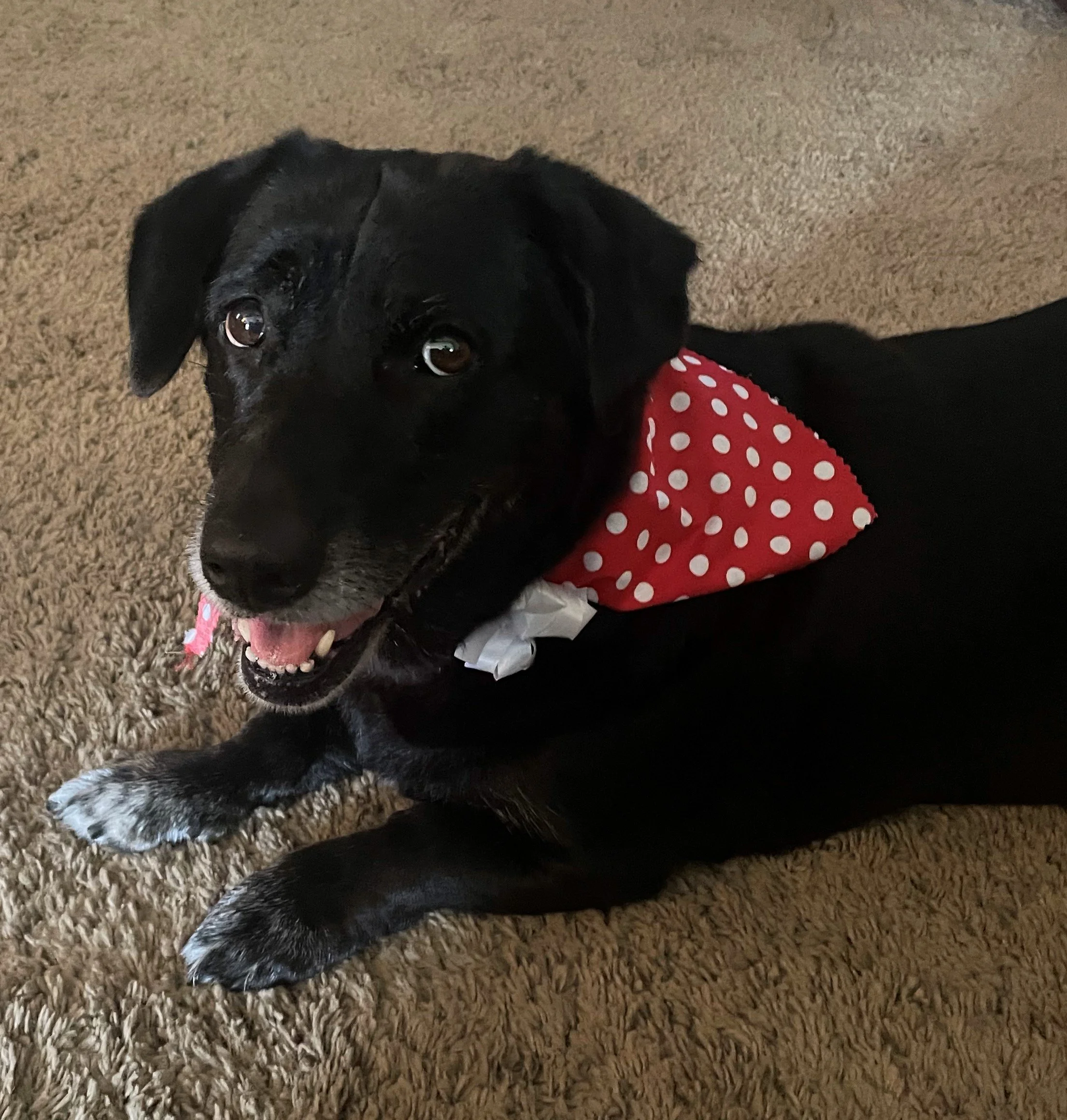 Adoptable Bassets — Sun Coast Basset Rescue