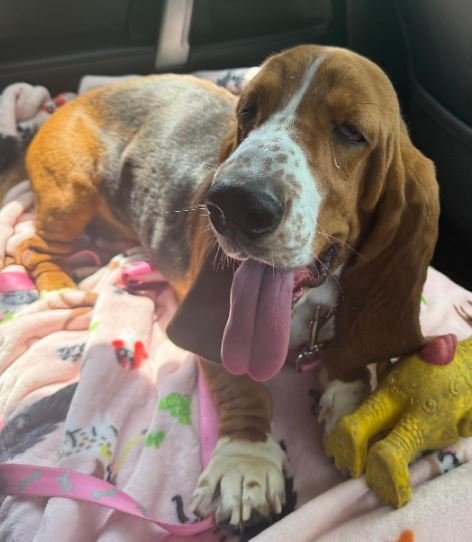 Adoptable Bassets-Suncoast Basset Rescue