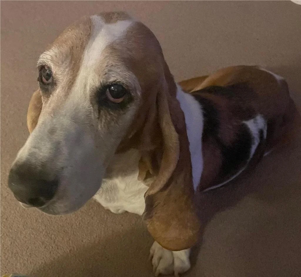 Adoptable Bassets-Suncoast Basset Rescue