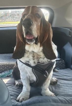 Adoptable Bassets-Suncoast Basset Rescue