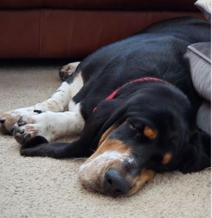 Adoptable Bassets-Suncoast Basset Rescue