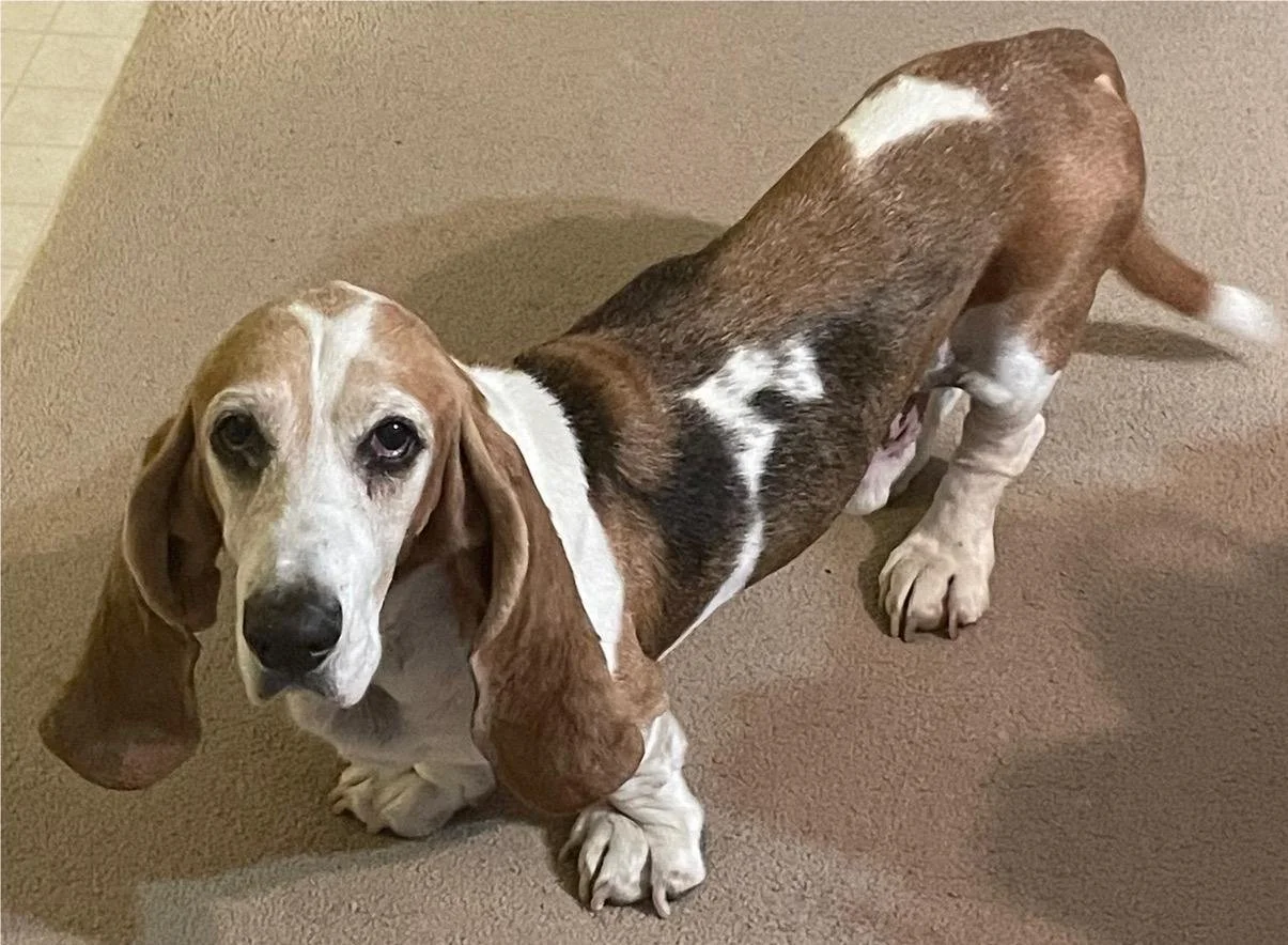 Adoptable Bassets-Suncoast Basset Rescue