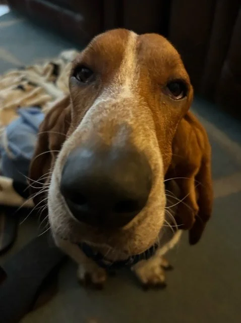 Adoptable Bassets-Suncoast Basset Rescue