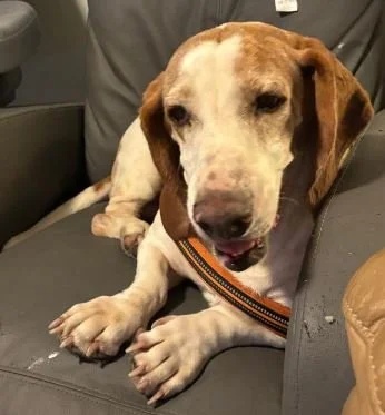 Adoptable Bassets-Suncoast Basset Rescue