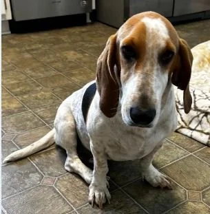 Adoptable Bassets-Suncoast Basset Rescue
