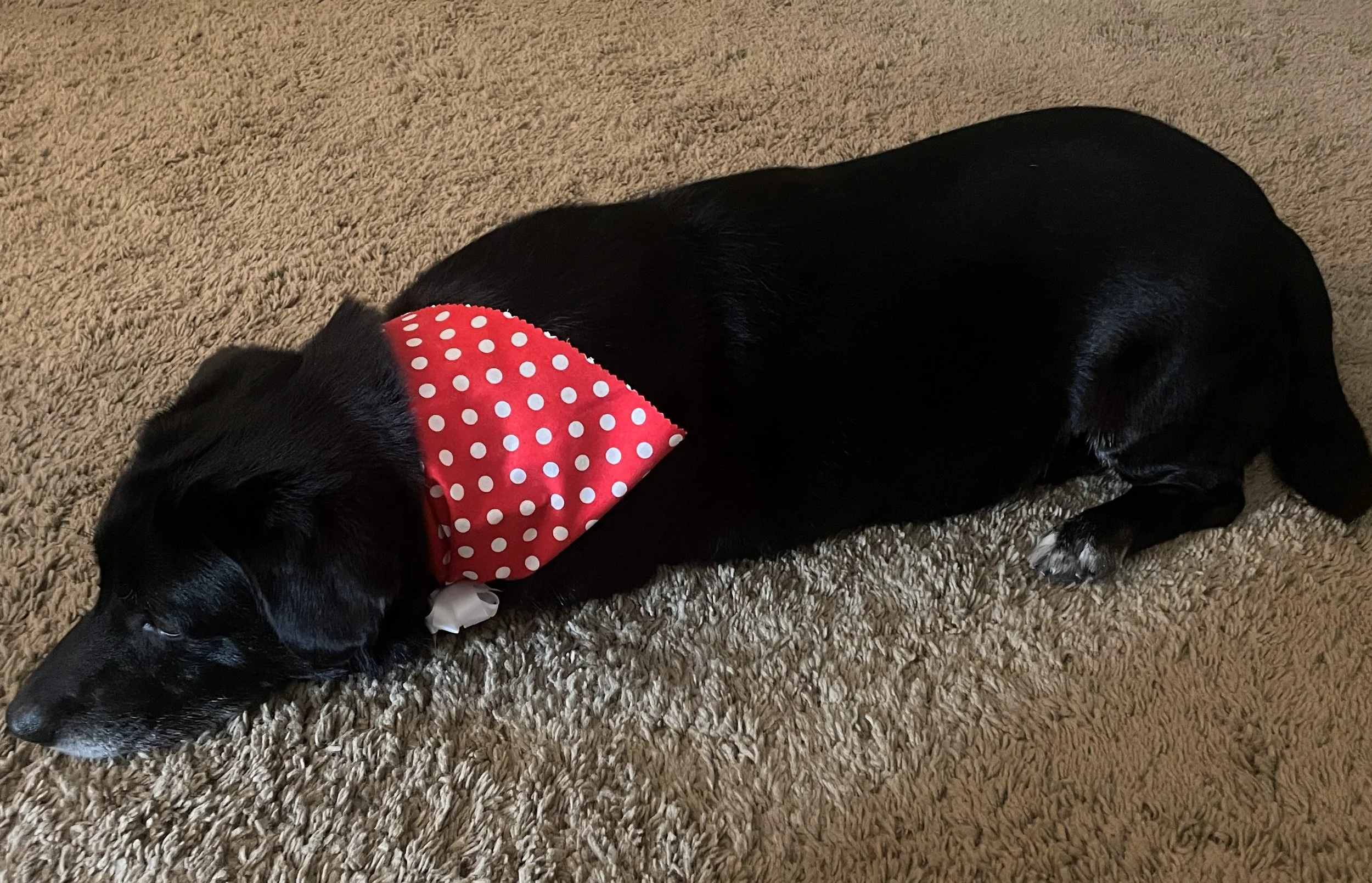 Adoptable Bassets — Sun Coast Basset Rescue