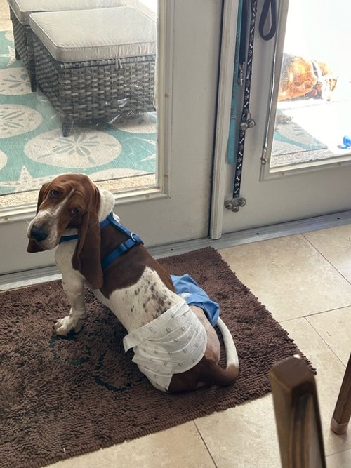 Adoptable Bassets-Suncoast Basset Rescue