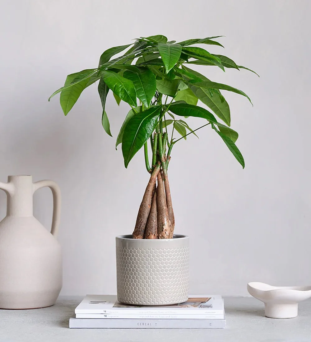The Perfect Plant To Purify Your Space, According To Your Zodiac Sign ...