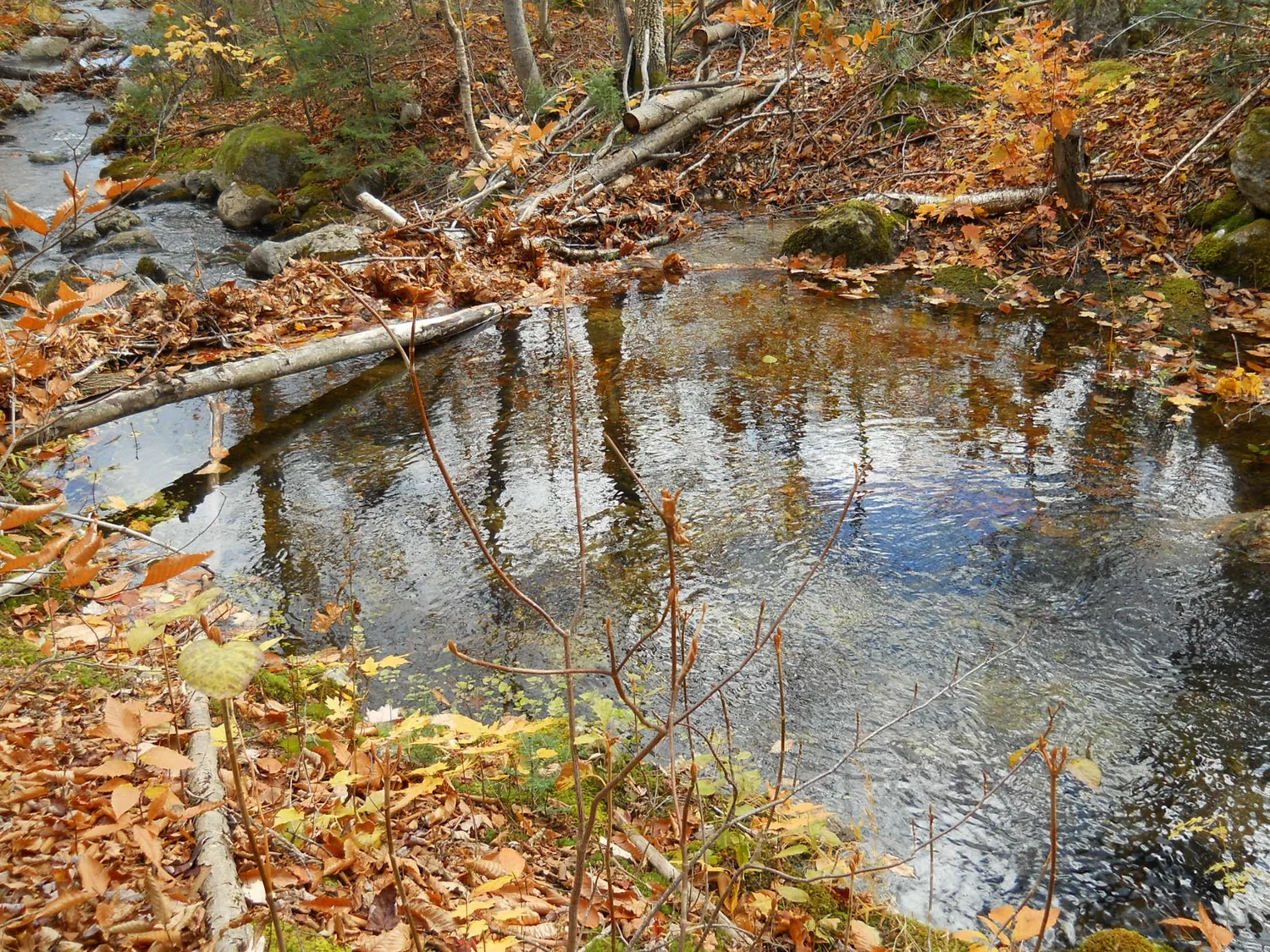 Androscoggin River Watershed Council