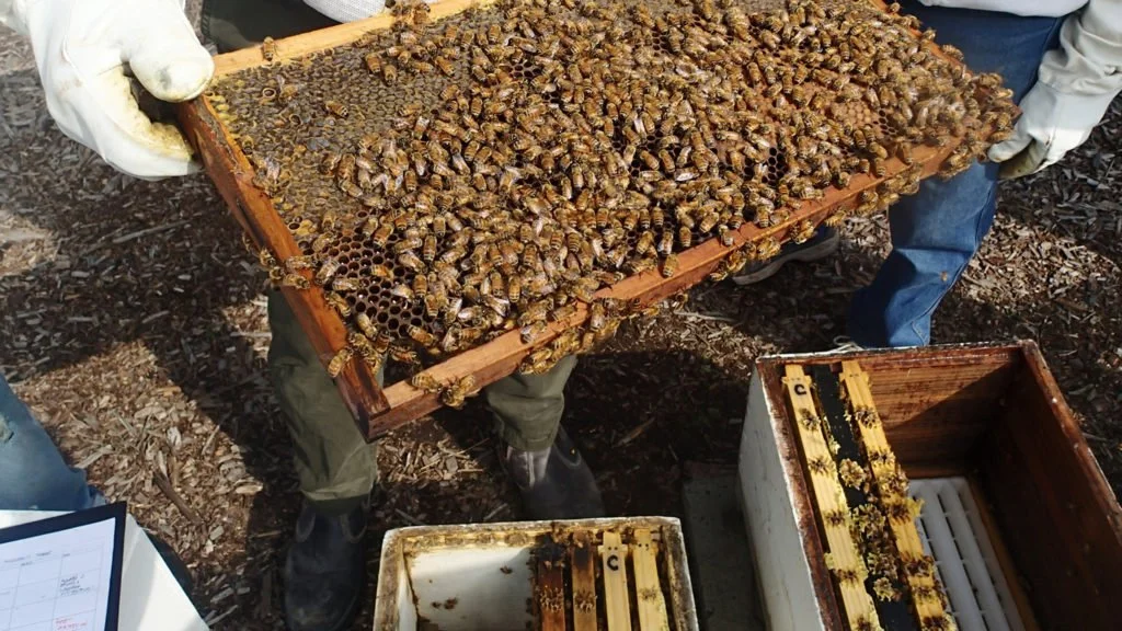 The Apiary — Collingwood Children's Farm