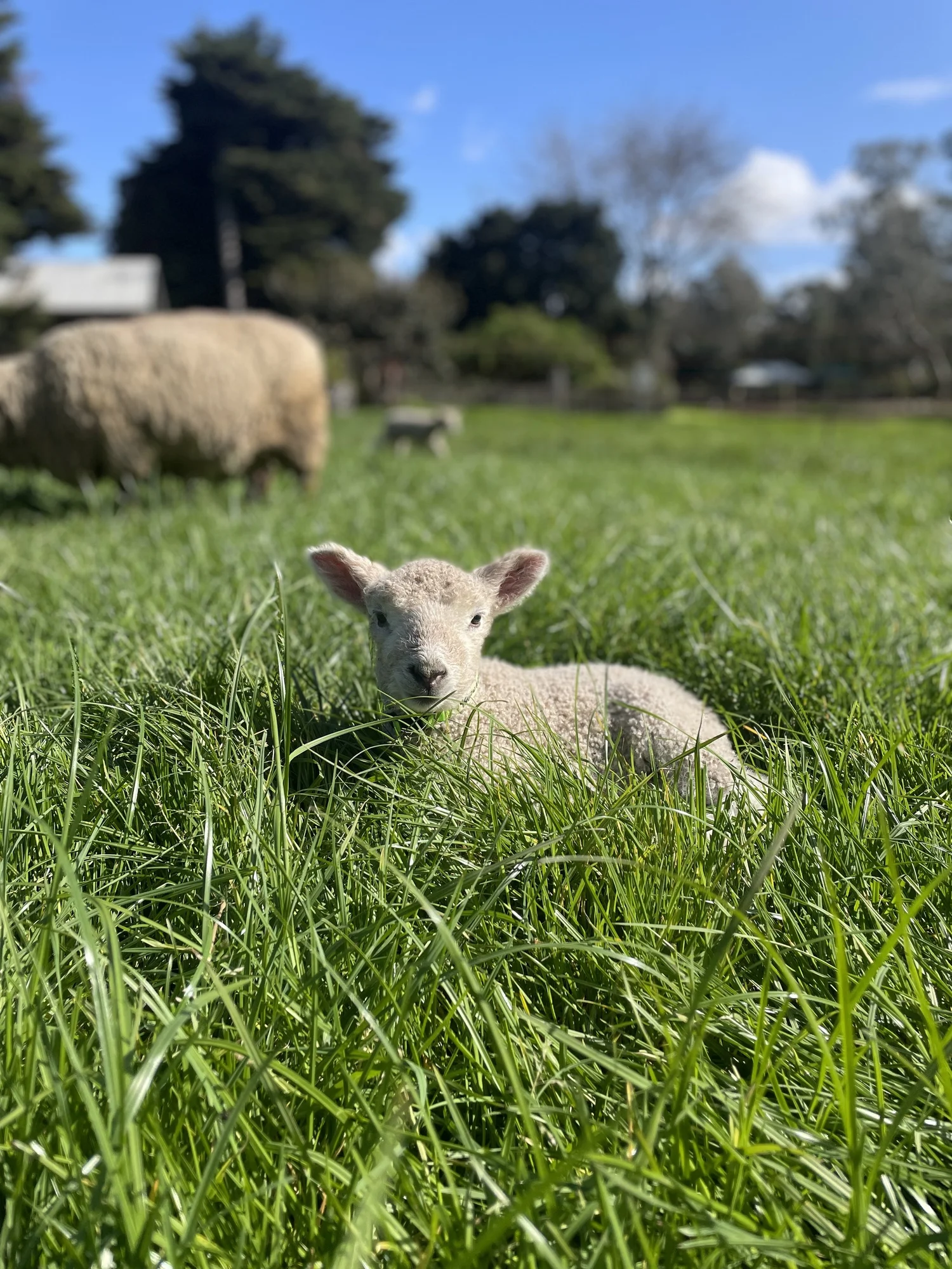 Collingwood Children's Farm