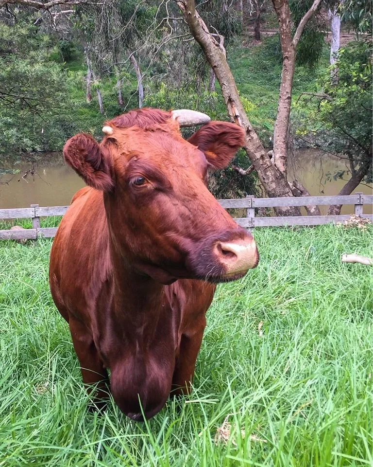 Collingwood Children's Farm