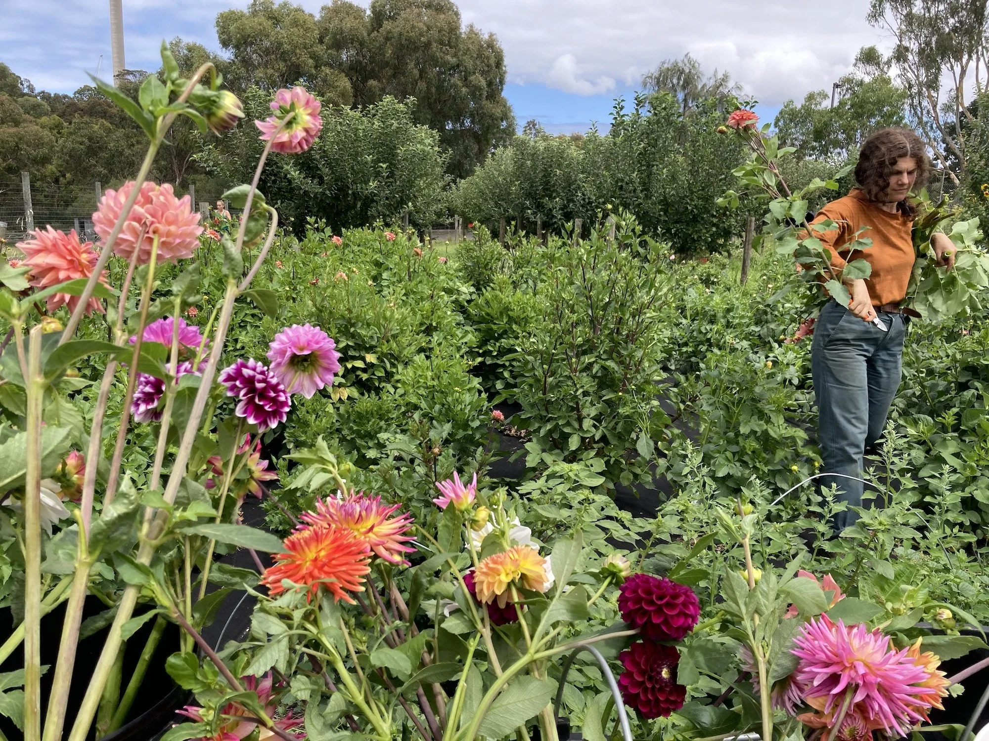Collingwood Children's Farm