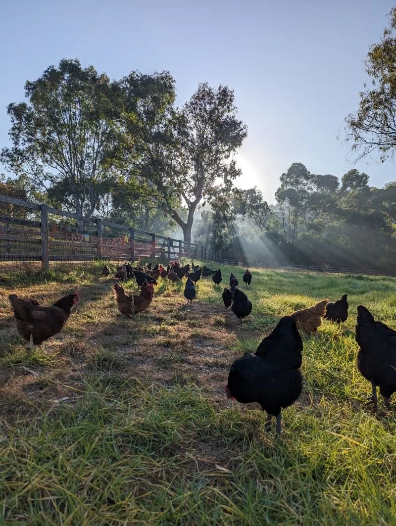Collingwood Children's Farm