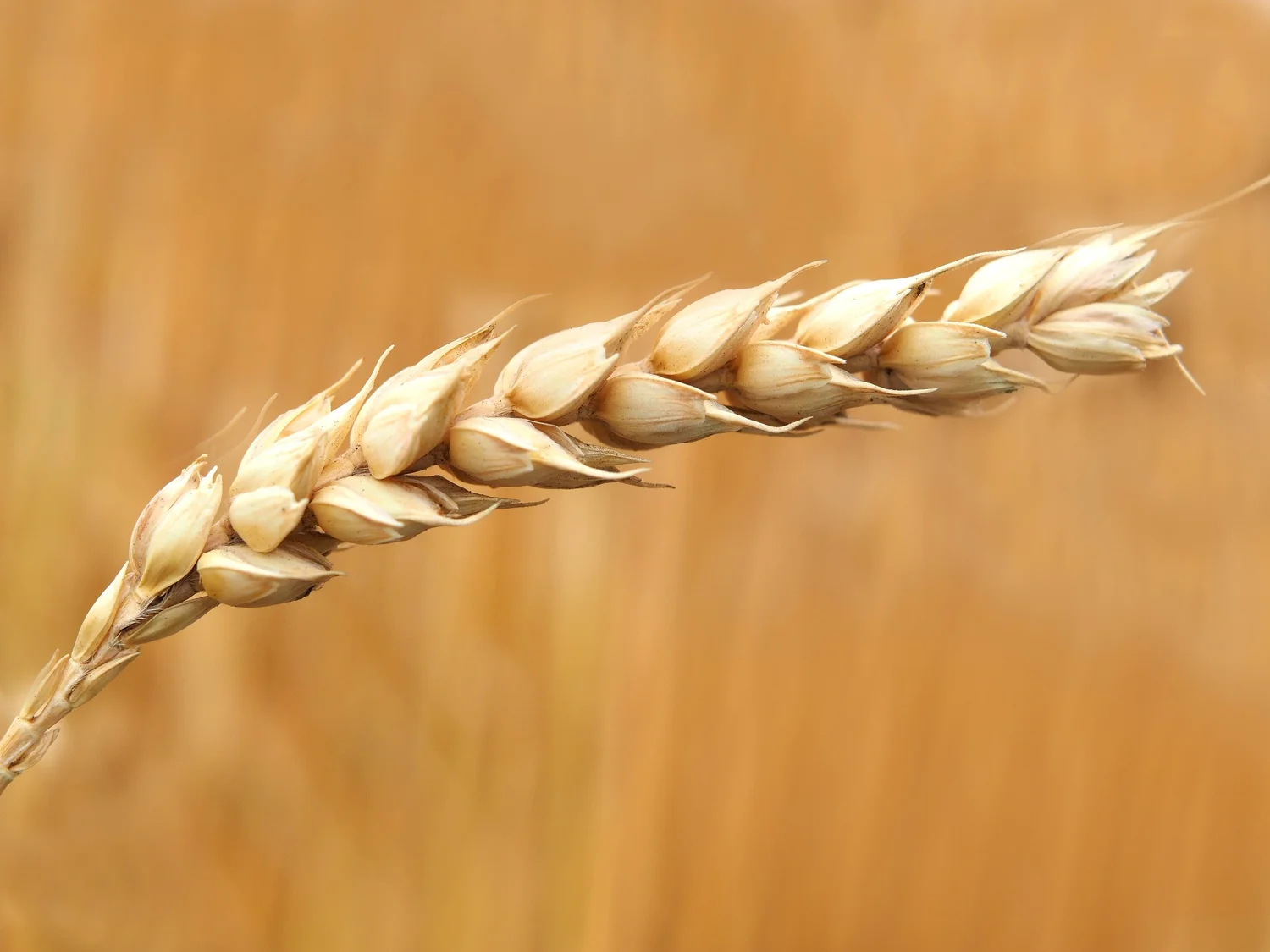 Mallon AgCommodities